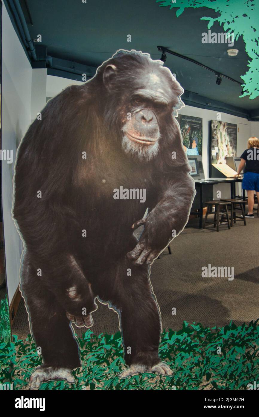 Lawrence, Kansas July 10, 2022 - Compare your size and genetics to ...