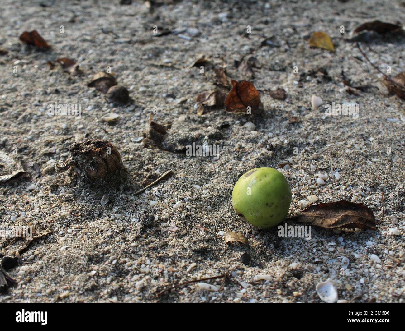 Fruit of manchineel tree (Hippomanne mancinella) from the beaches of ...