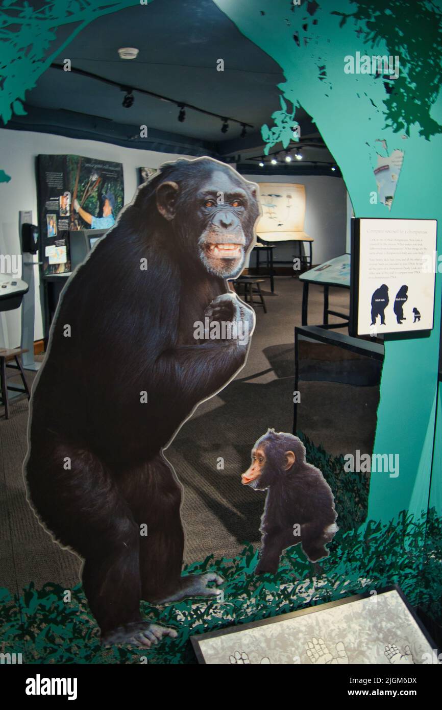 Lawrence, Kansas July 10, 2022 - Compare your size and genetics to ...