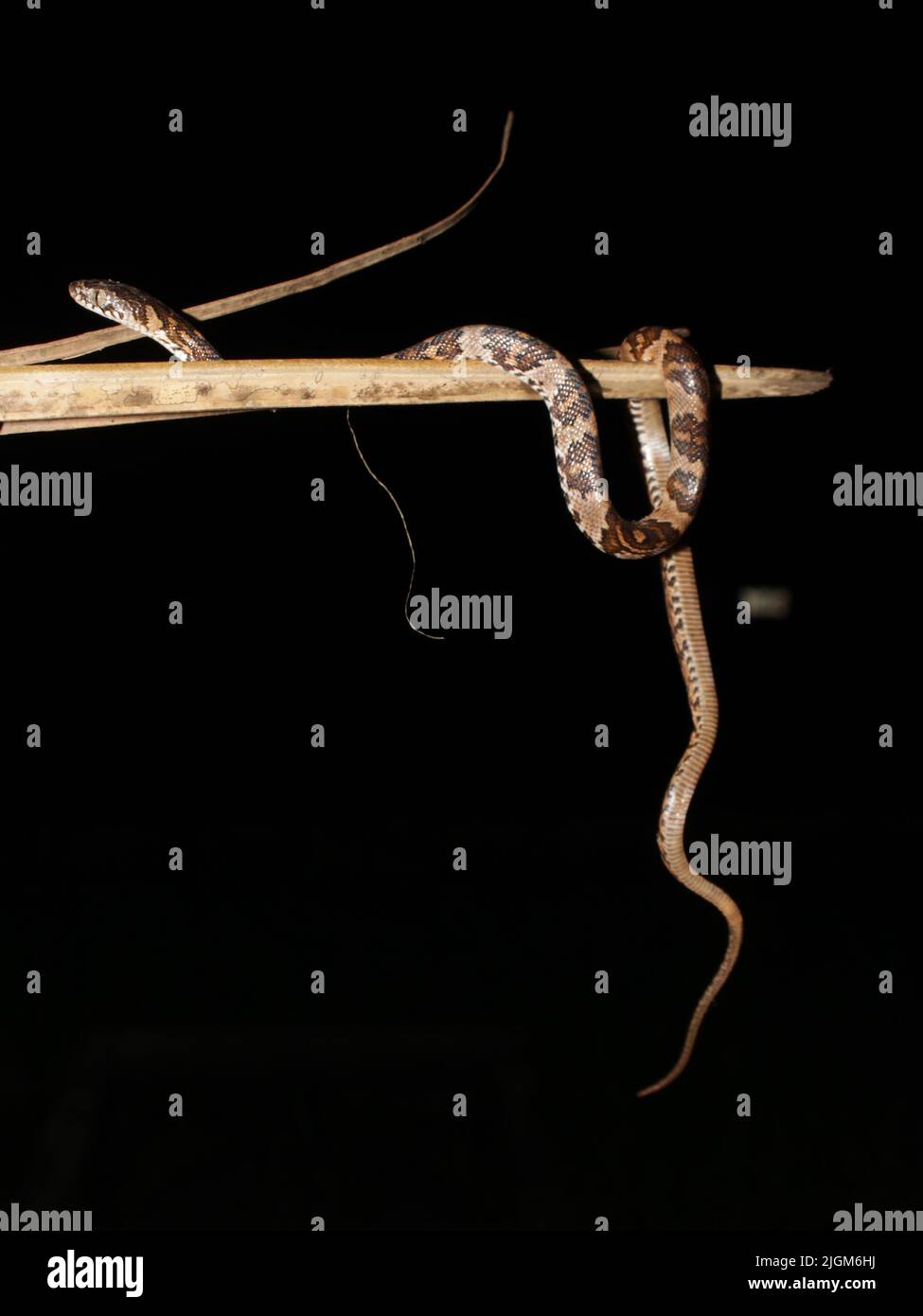 Tropical dry forest hi-res stock photography and images - Alamy