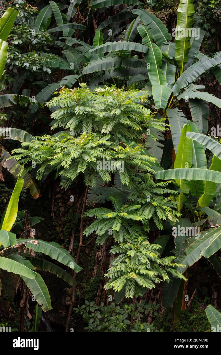 Tropical forest with banana plants are viewed from the canopy walkway ...
