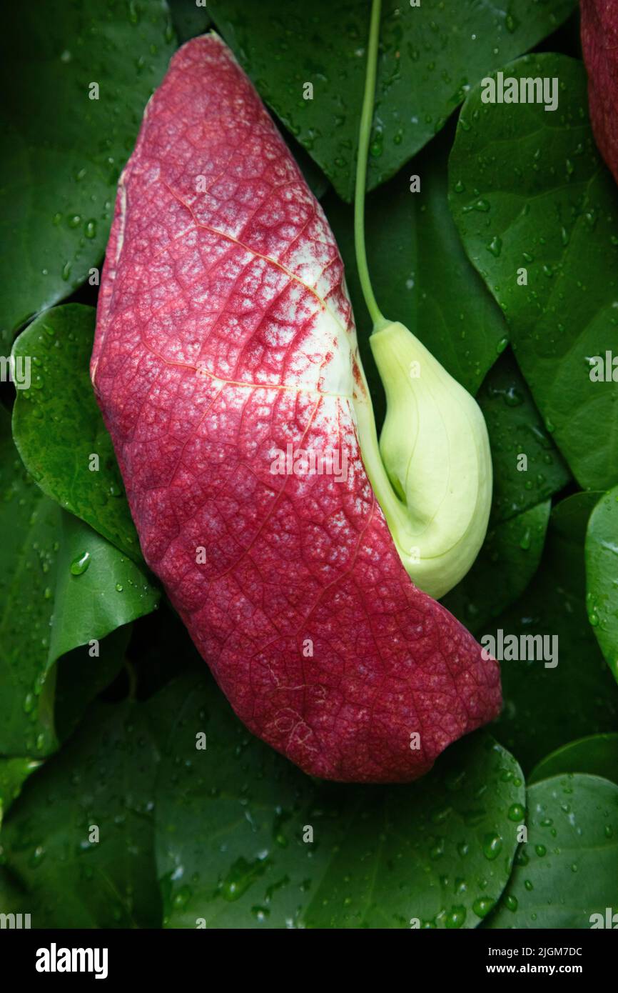 Brazilian Dutchmans Pipe is agiant pelican flower (Aristolochia ...