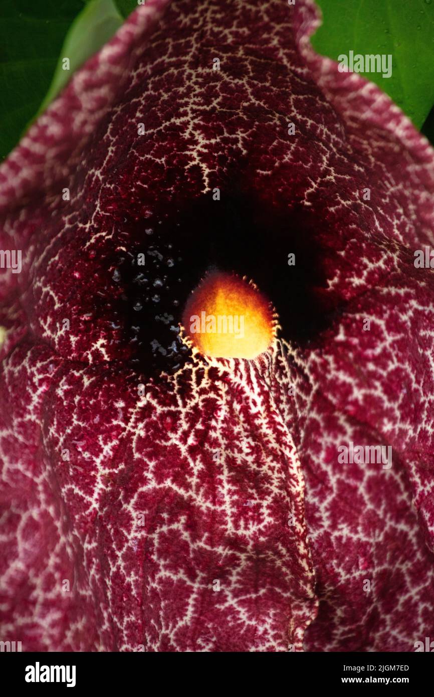 Brazilian Dutchmans Pipe is agiant pelican flower (Aristolochia ...