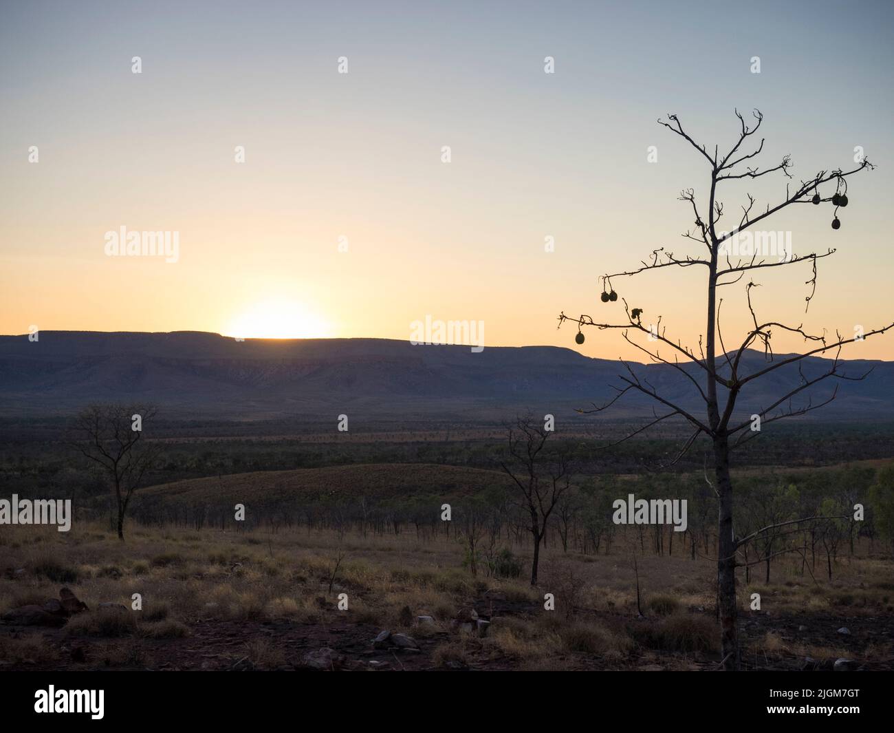 Sunrise over the Cockburn Ranges watched by a lonely kapok tree ...
