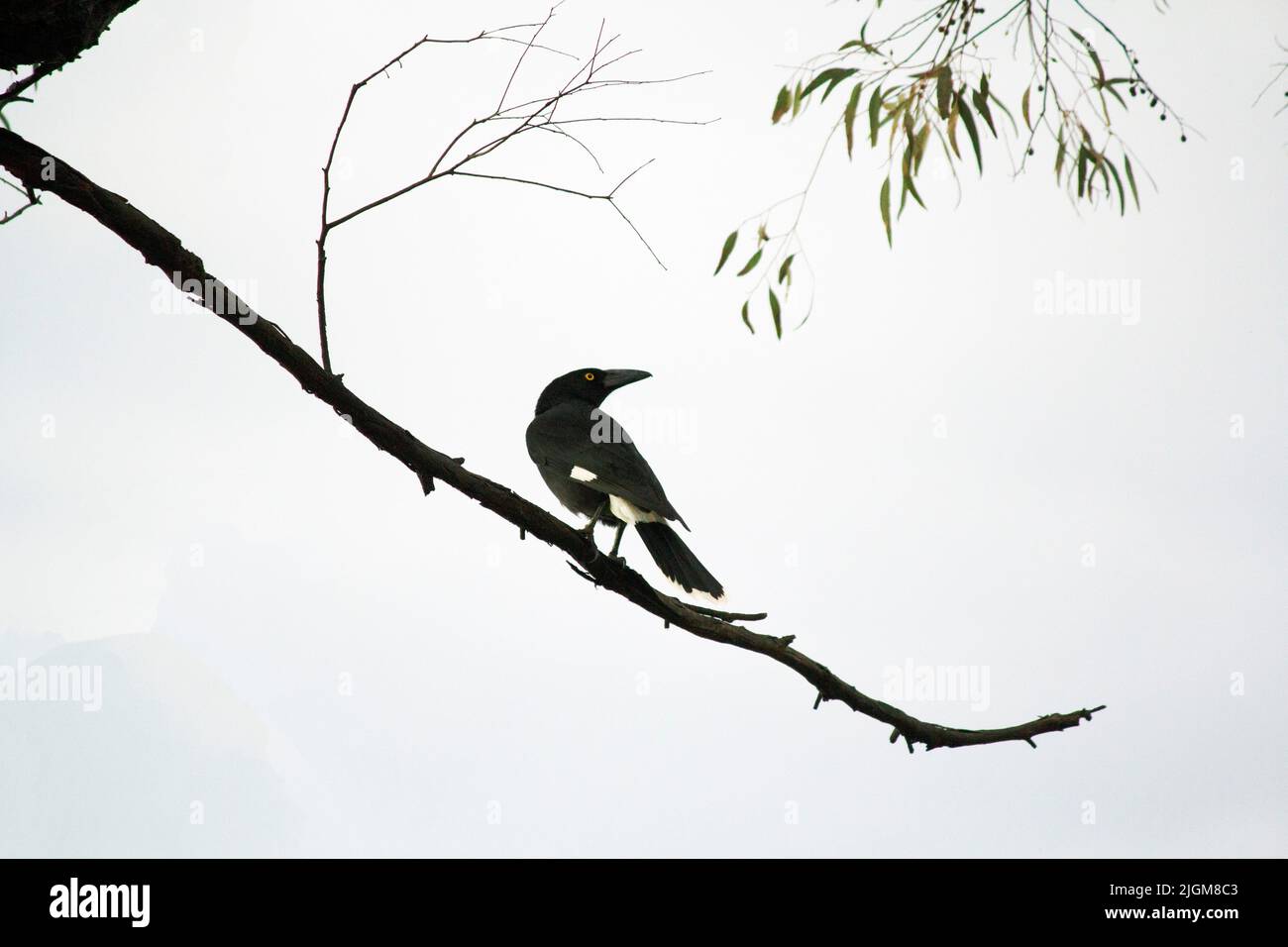 An Australian Pied Currawong (Strepera graculina) perched on the branch ...