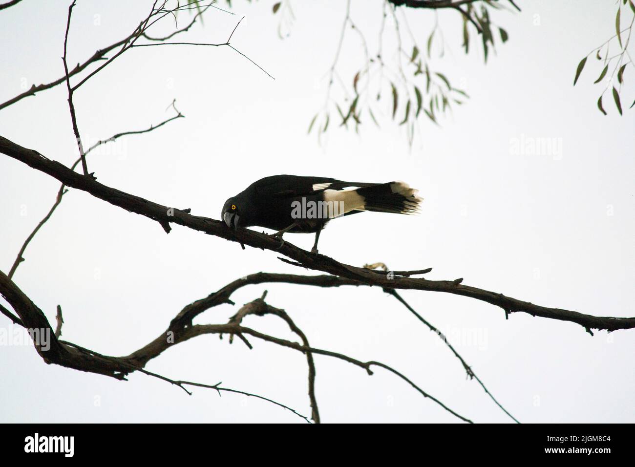 An Australian Pied Currawong (Strepera graculina) on the branch of a ...