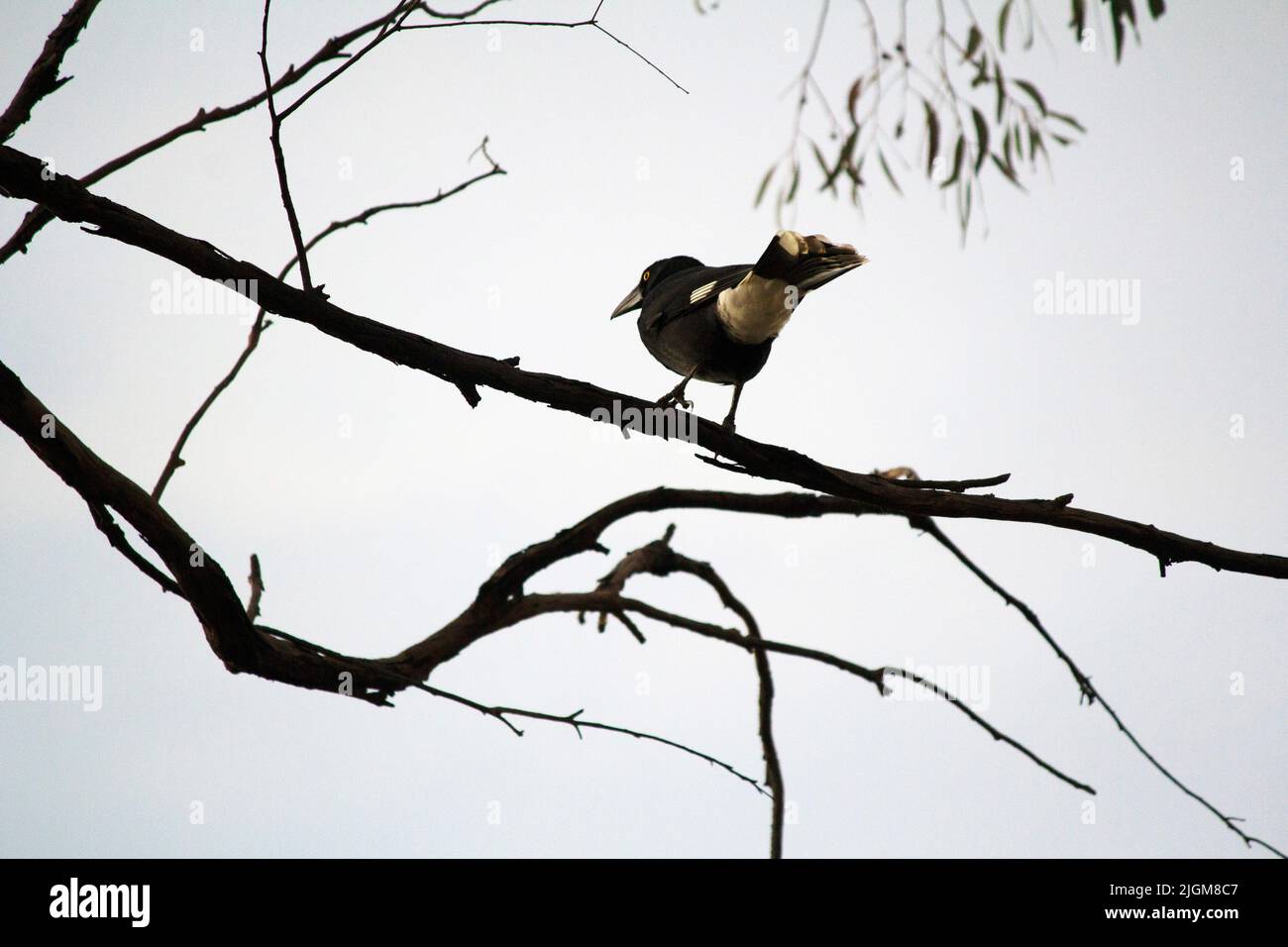An Australian Pied Currawong (Strepera graculina) on the branch of a ...
