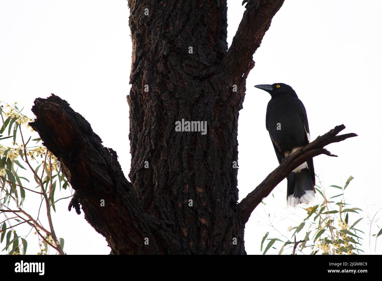 An Australian Pied Currawong (Strepera graculina) on the branch of a ...