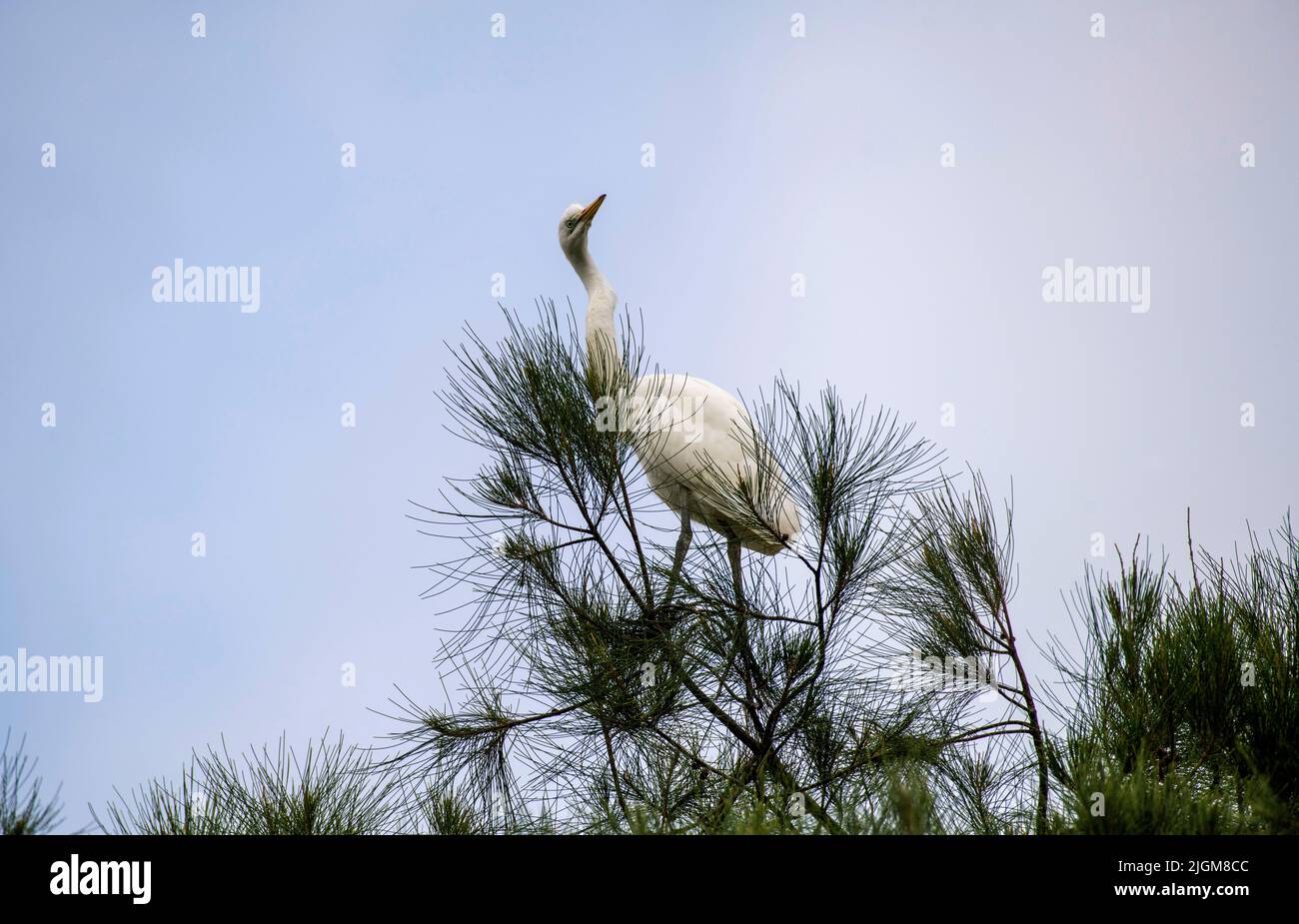 An Egret (Ardea alba) perched on a tree in Sydney, NSW, Australia ...