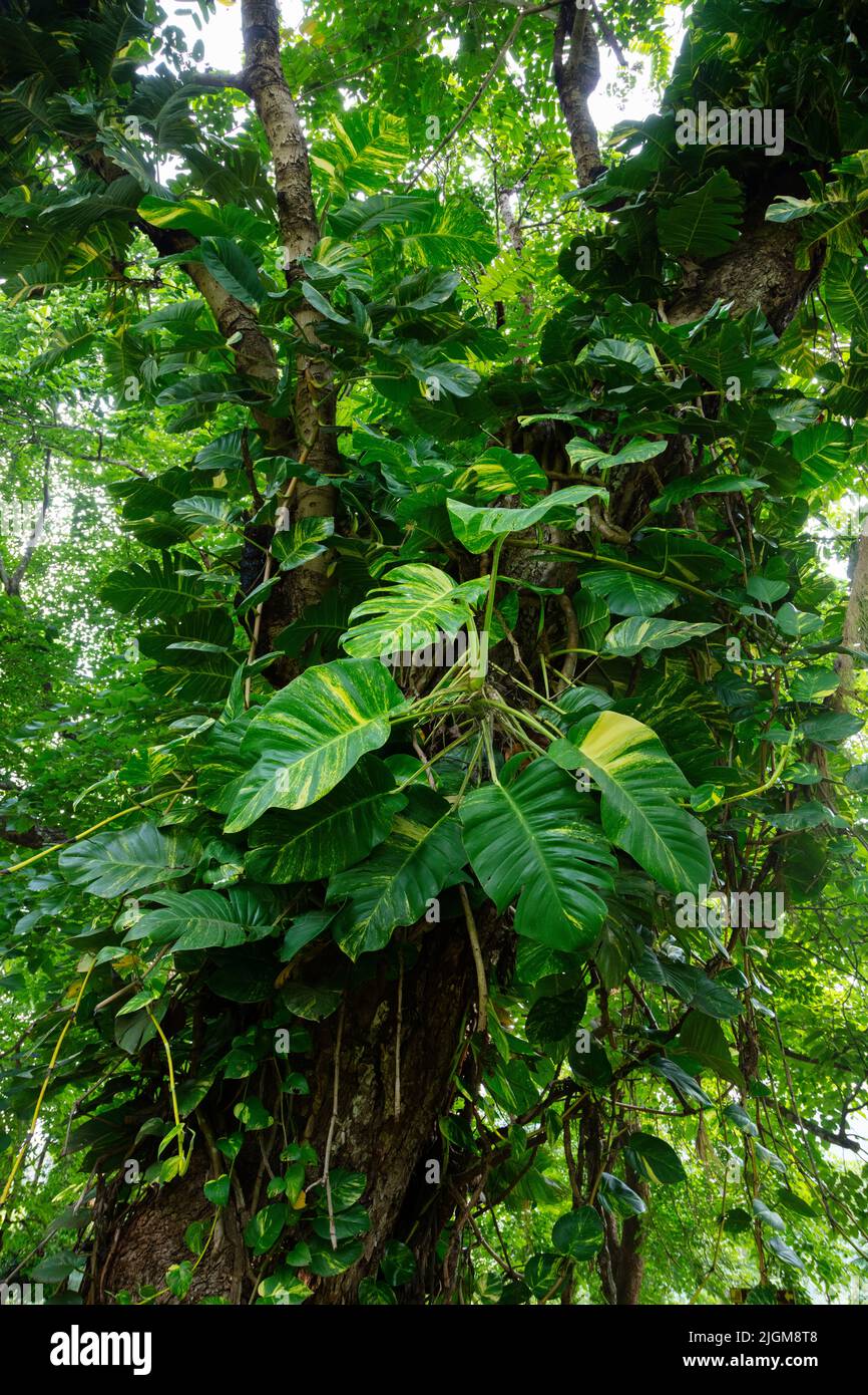 Tropical ecosysnte hi-res stock photography and images - Alamy