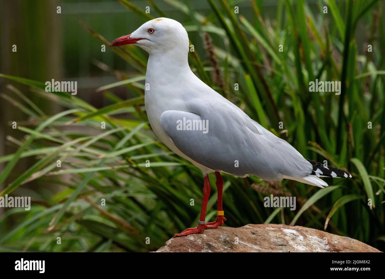 Close-up of a Pacific Gull (Larus dominicanus) in Sydney, New South ...