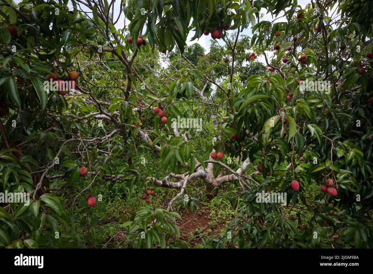 Lychee fruit growing in an orchard outside the village of Tha Thong in ...
