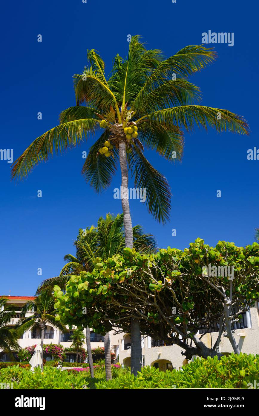 Cocos palm with cocos nuts in Playa del Carmen, Mexico Stock Photo - Alamy
