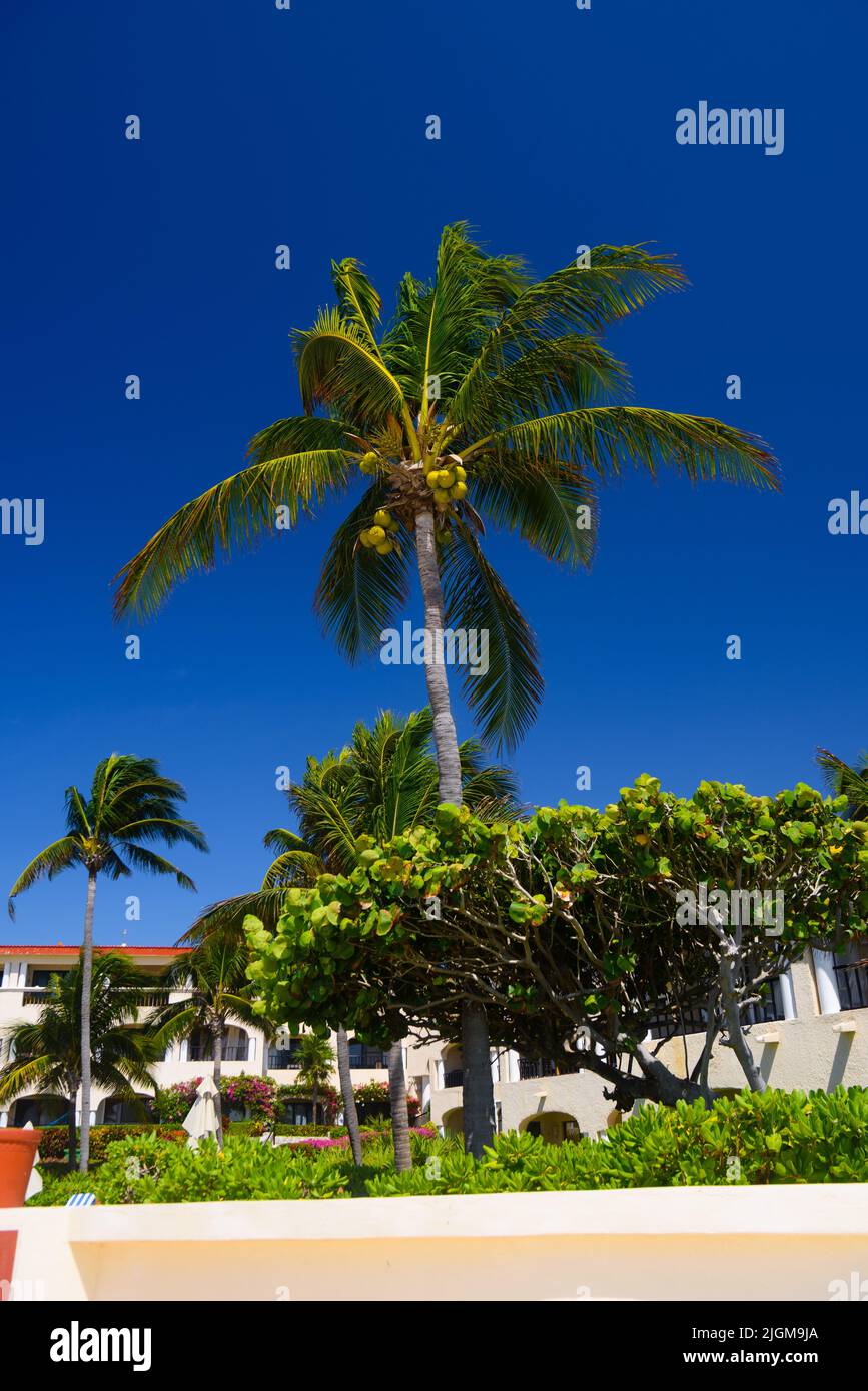 Cocos palm with cocos nuts in Playa del Carmen, Mexico Stock Photo - Alamy