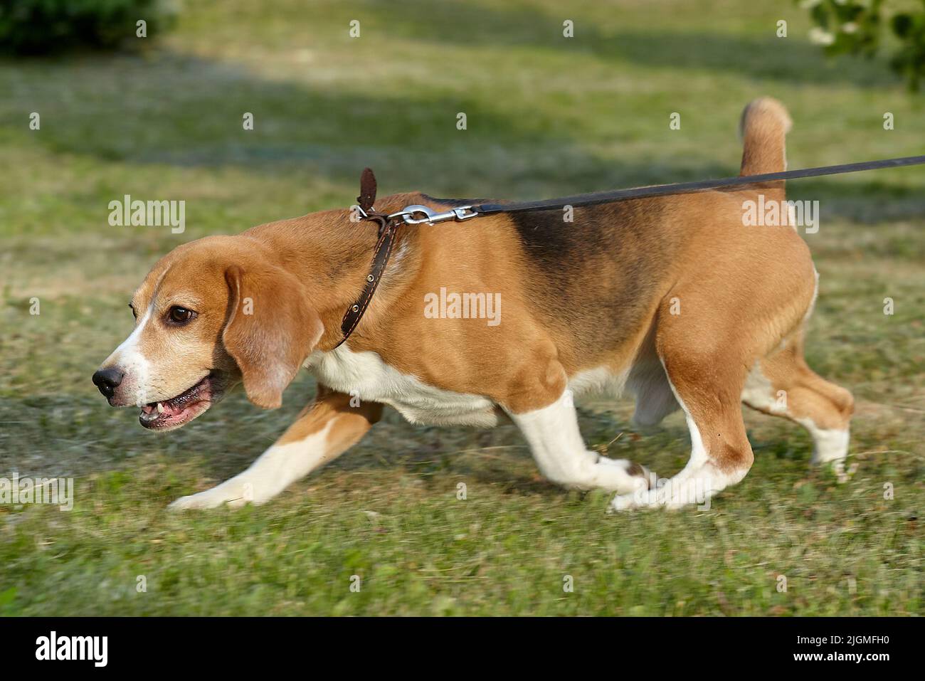 charming beagle dog on the street in summer Stock Photo - Alamy