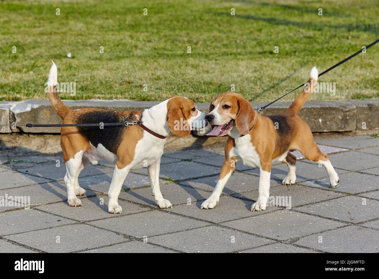 two beagle dogs. met and sniffing each other Stock Photo - Alamy