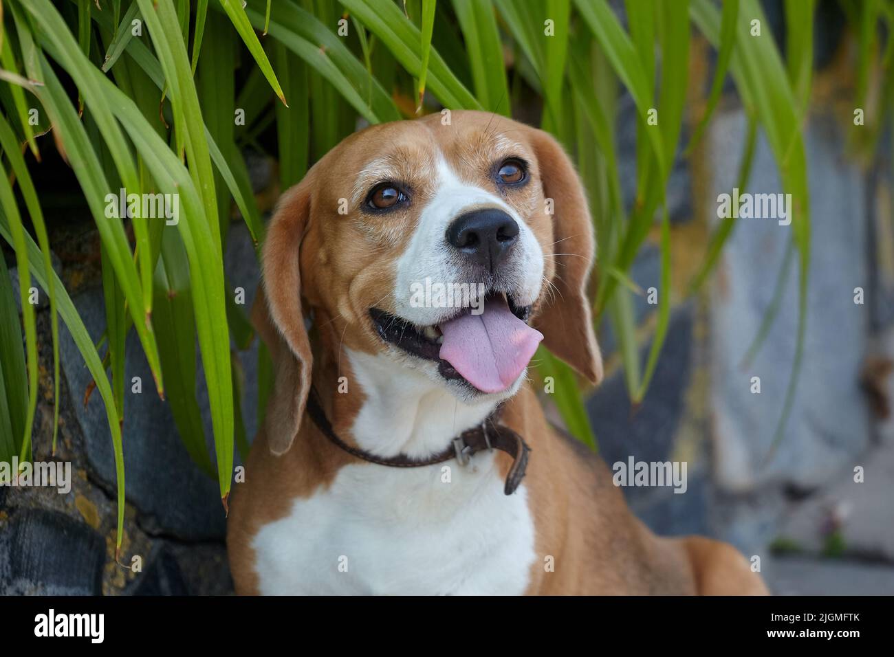 charming beagle dog on the street in summer Stock Photo - Alamy
