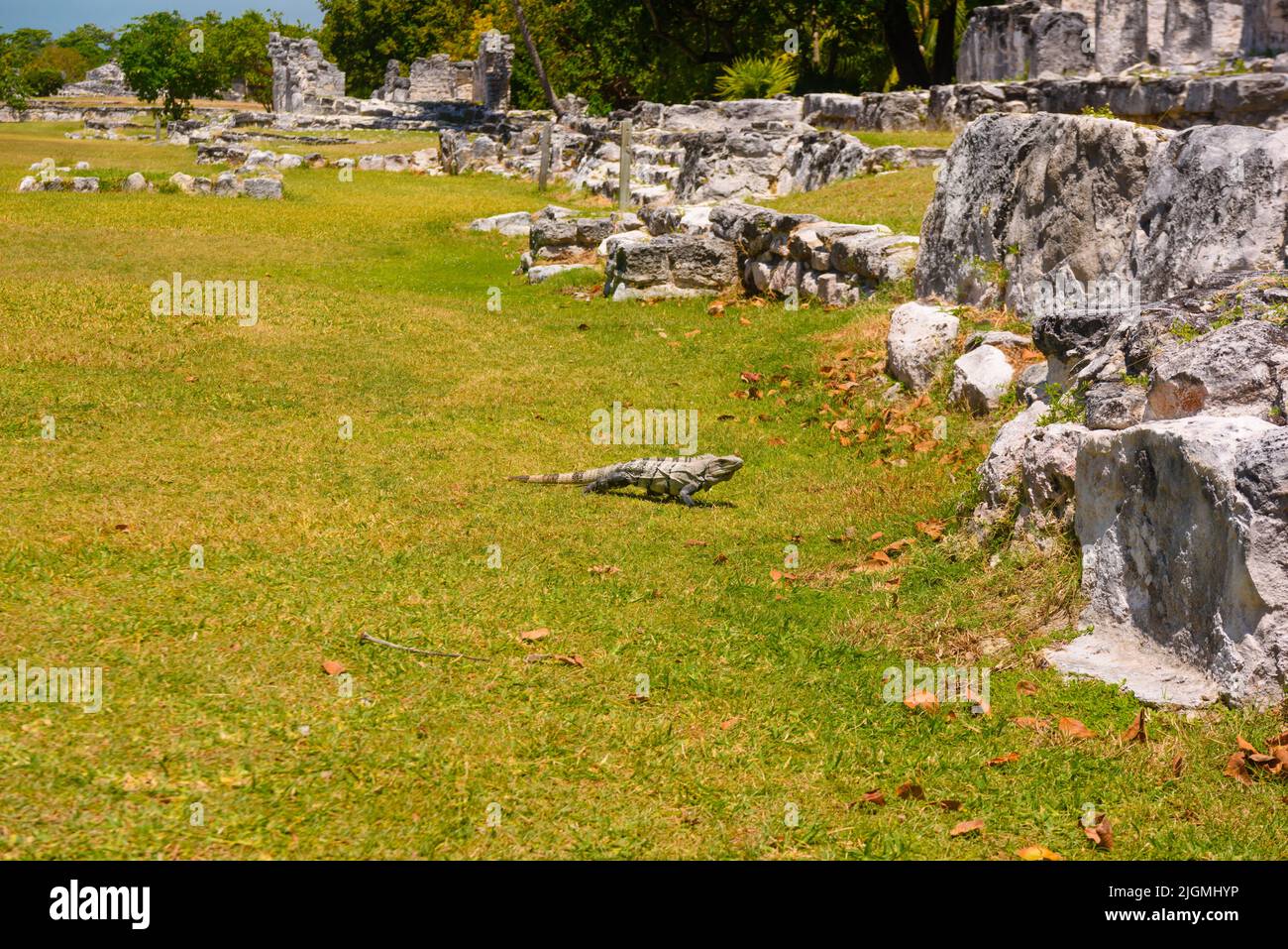 Iguana lizard in ancient ruins of Maya in El Rey Archaeological Zone ...