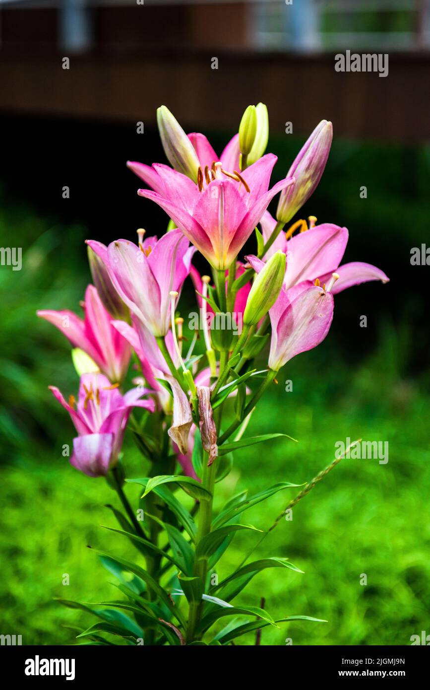 Beautiful pink Lilium longiflorum flower in spring season at botanical ...