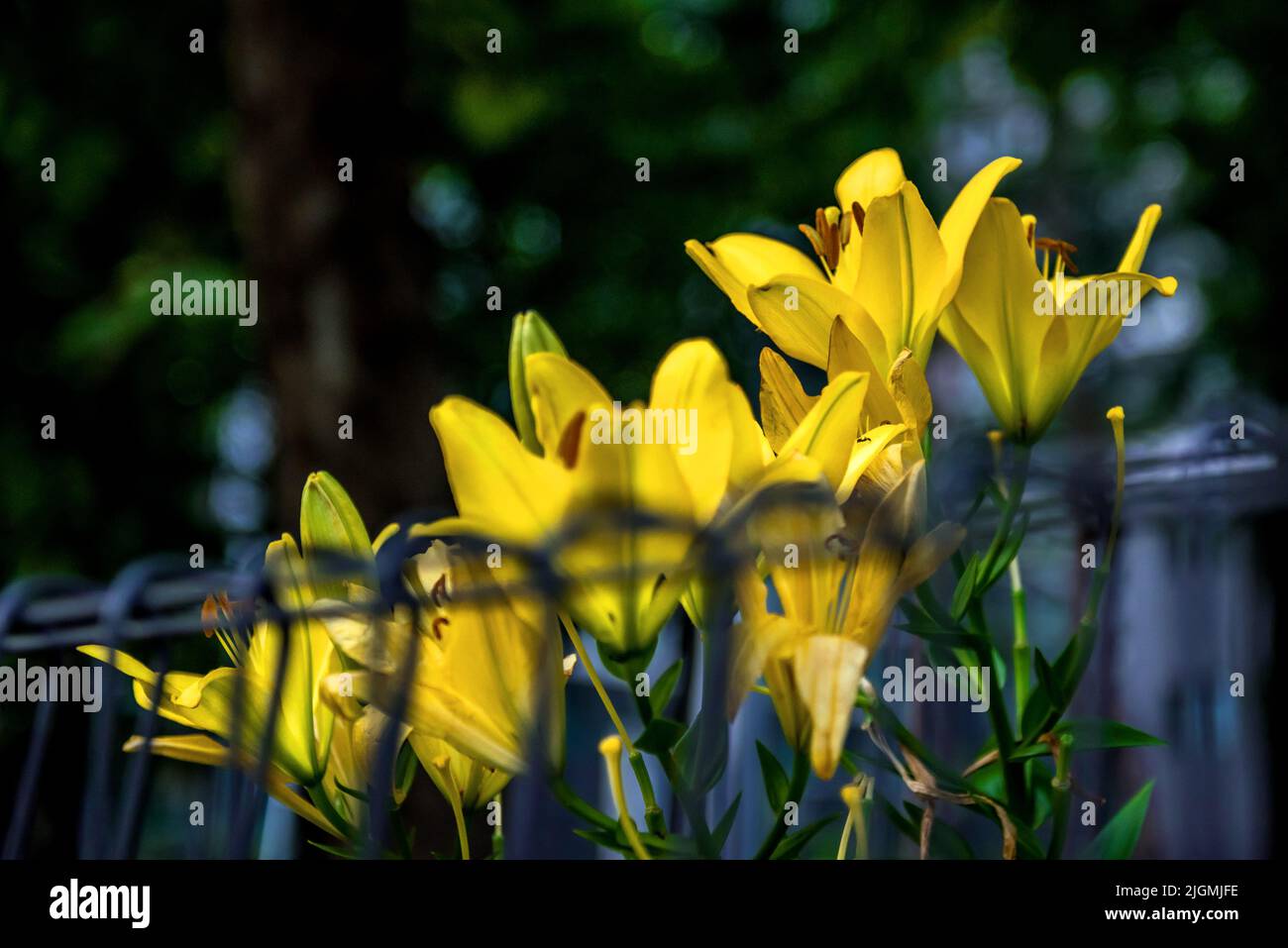 Beautiful yellow Lilium longiflorum flower in spring season at ...