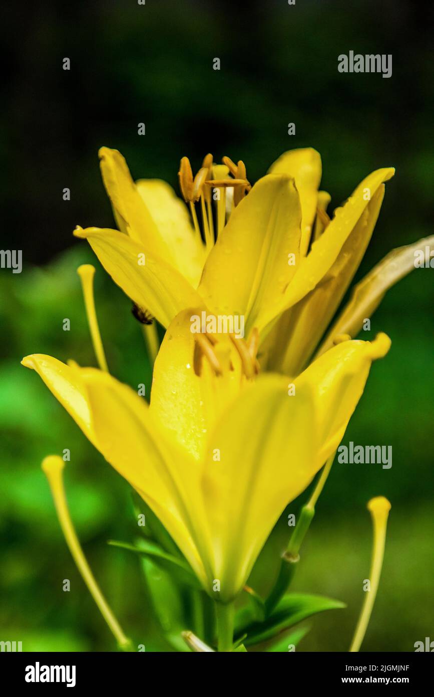 Beautiful yellow Lilium longiflorum flower in spring season at ...