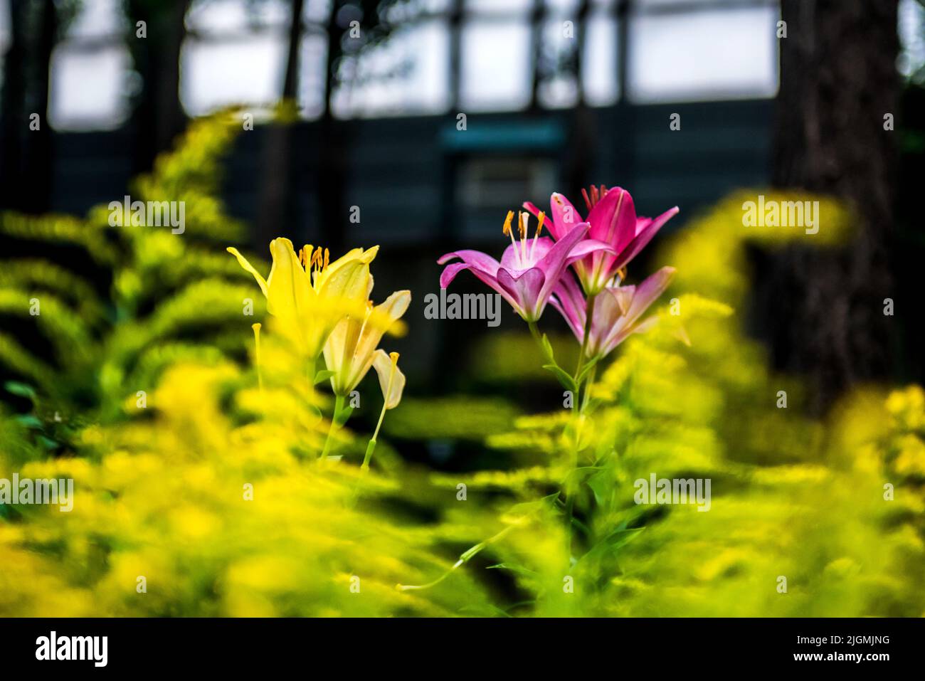 Beautiful red Lilium longiflorum flower in spring season at botanical ...