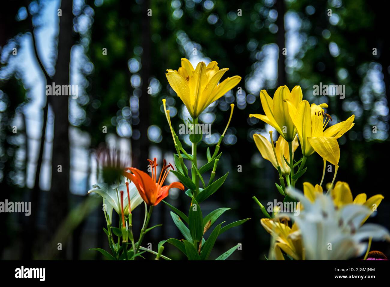 Beautiful yellow Lilium longiflorum flower in spring season at ...