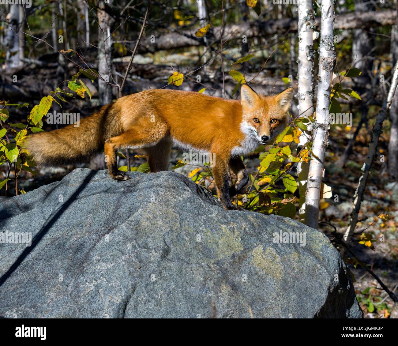 Red fox close-up standing on a big rock and looking at camera with a ...