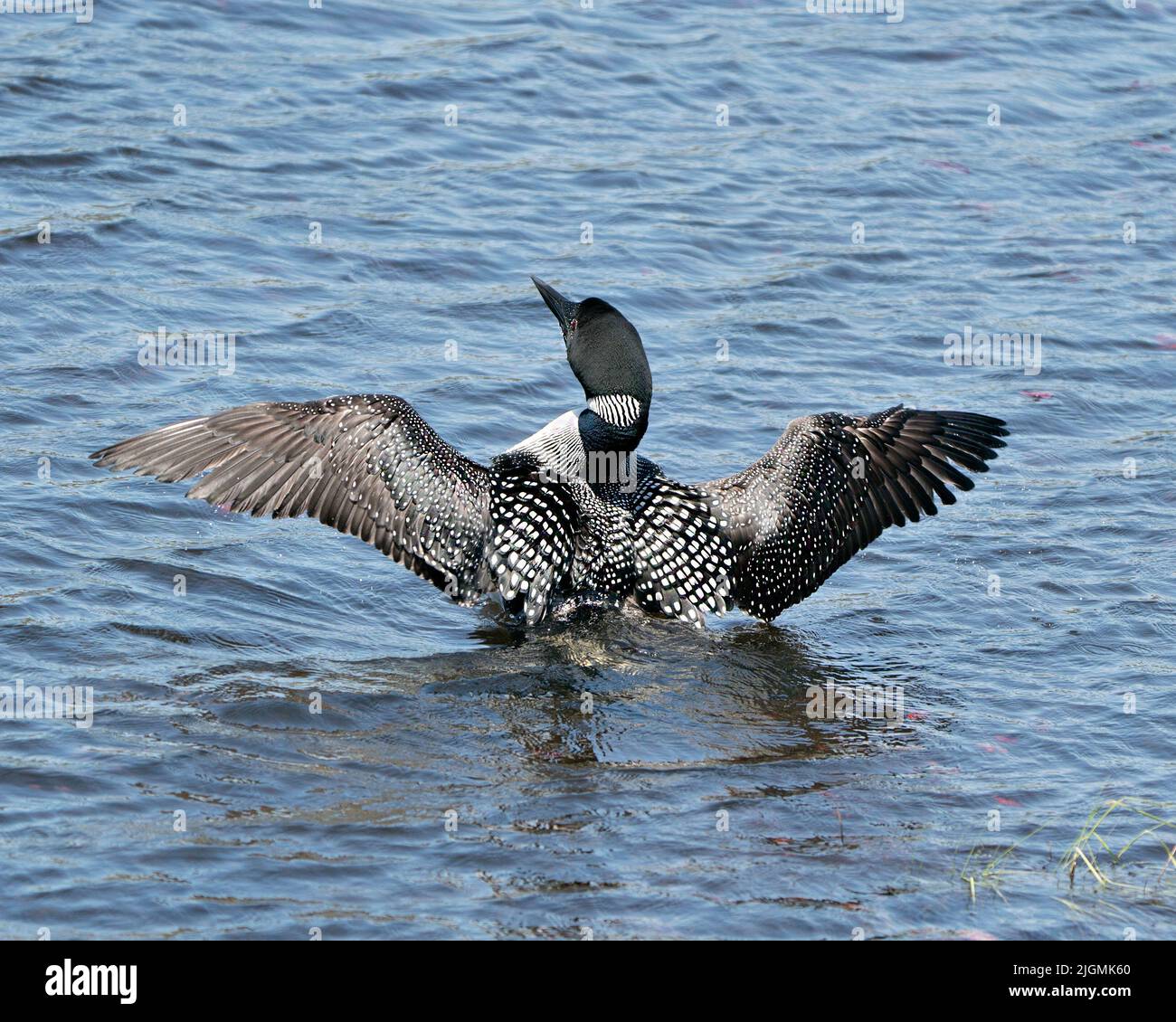 Common Loon close-up profile view with spread wings in its wetland ...