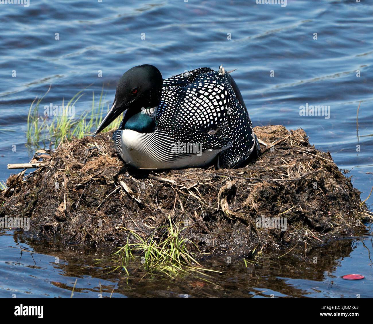Loon nesting on its nest with marsh grasses, mud and water in its ...