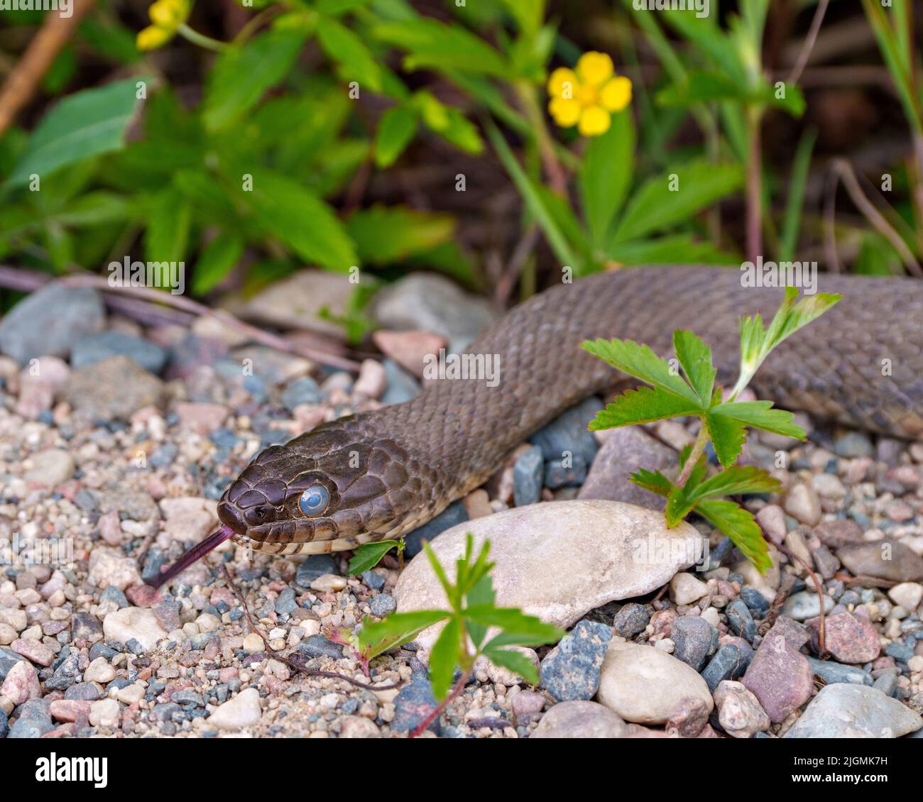 Snake head close-up profile view with a blur foliage background ...