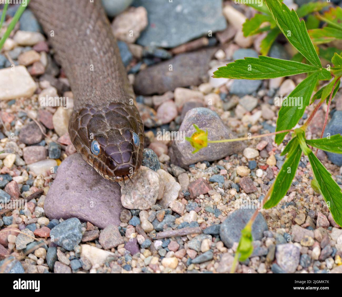 Snake head close-up profile view with a blur rocks and foliage ...