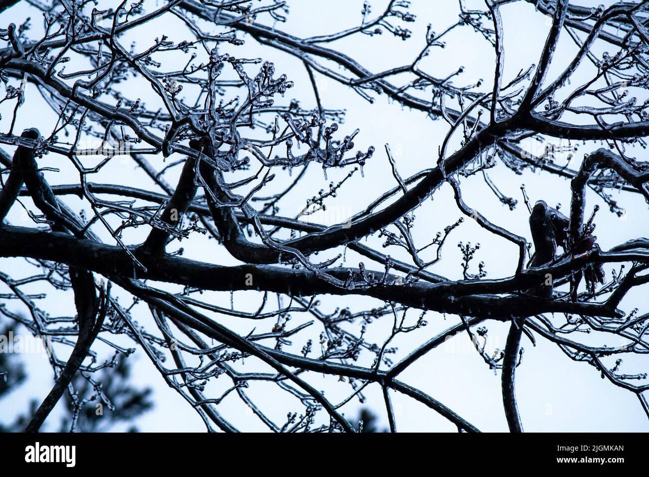 Bold tree hi-res stock photography and images - Alamy