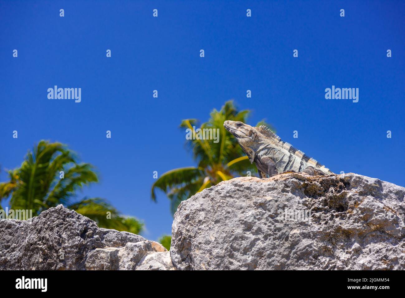 Iguana lizard in ancient ruins of Maya in El Rey Archaeological Zone ...
