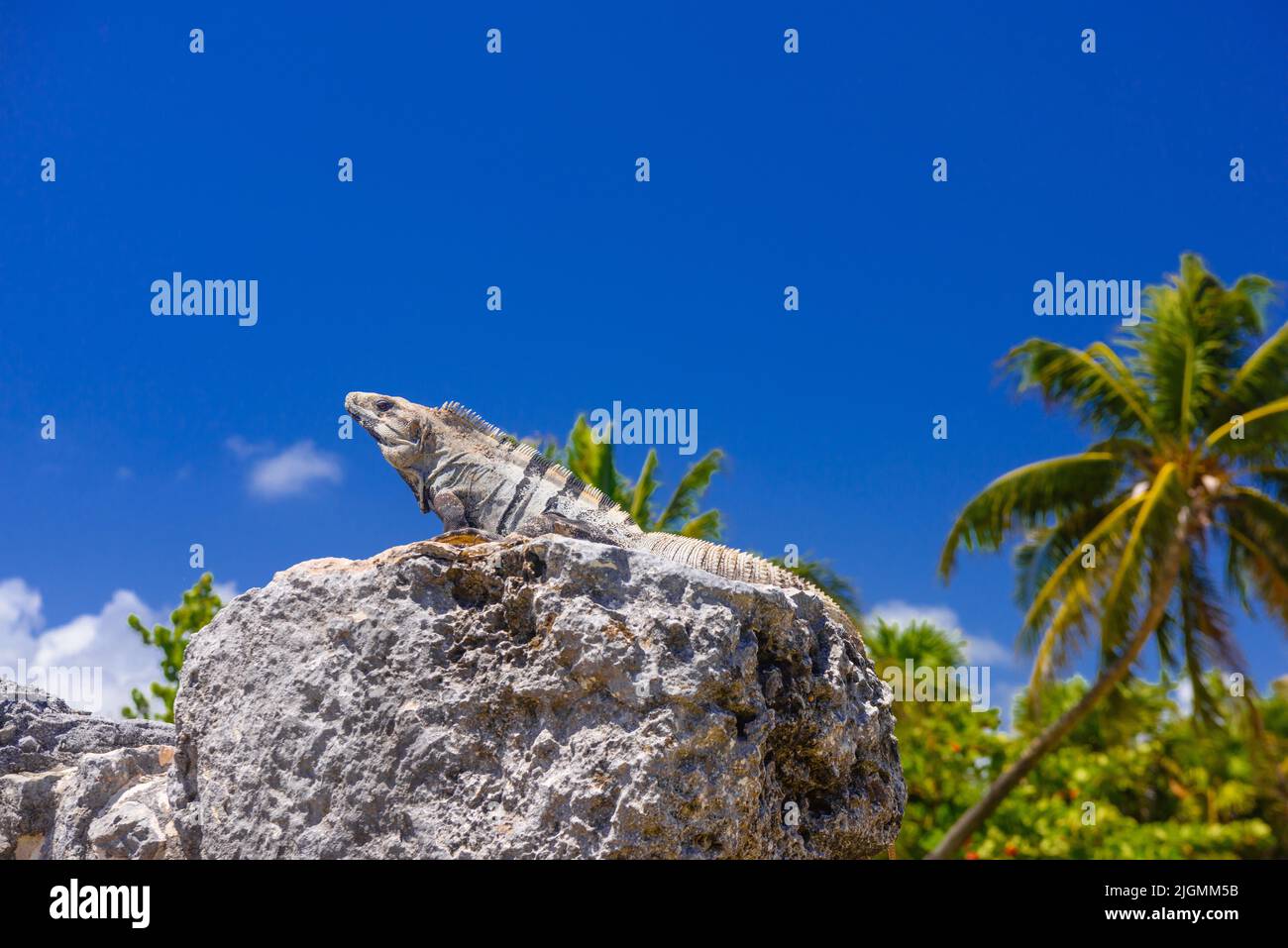 Iguana lizard in ancient ruins of Maya in El Rey Archaeological Zone ...