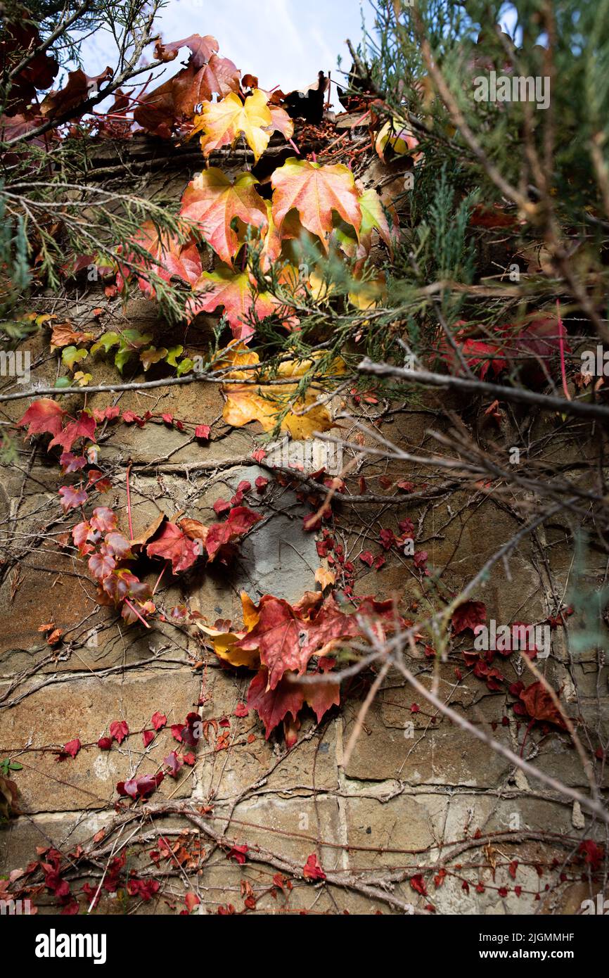 Autumn leaves on a stone wall. The plant enters and climbs up the ...