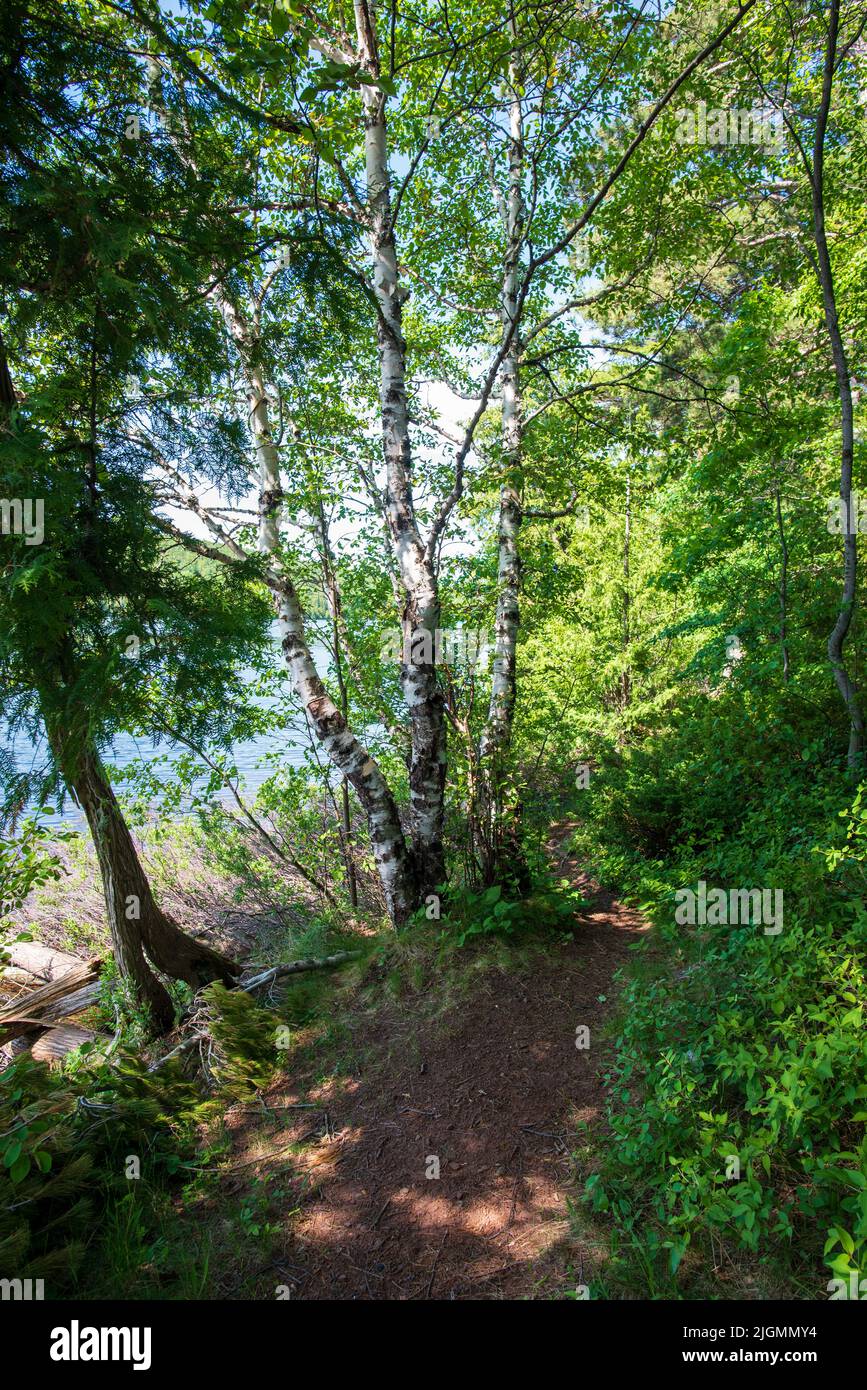 Winding footpath with a white birch tree used by hikers Stock Photo - Alamy