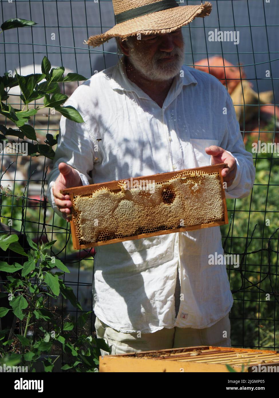 Master bee keeper pulls out a frame with honey from the beehive in the ...