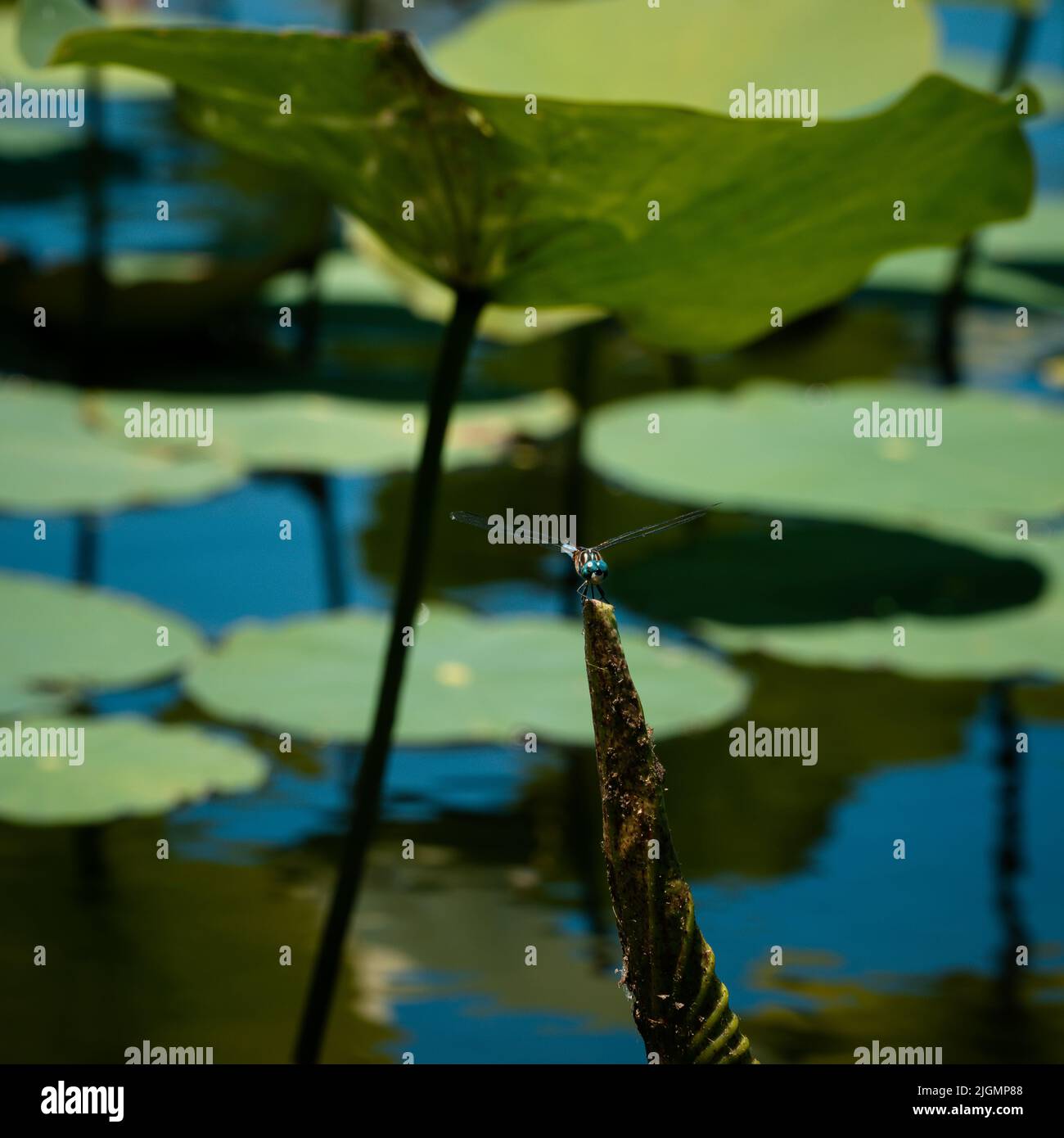 Dragonfly on stick in water Stock Photo - Alamy