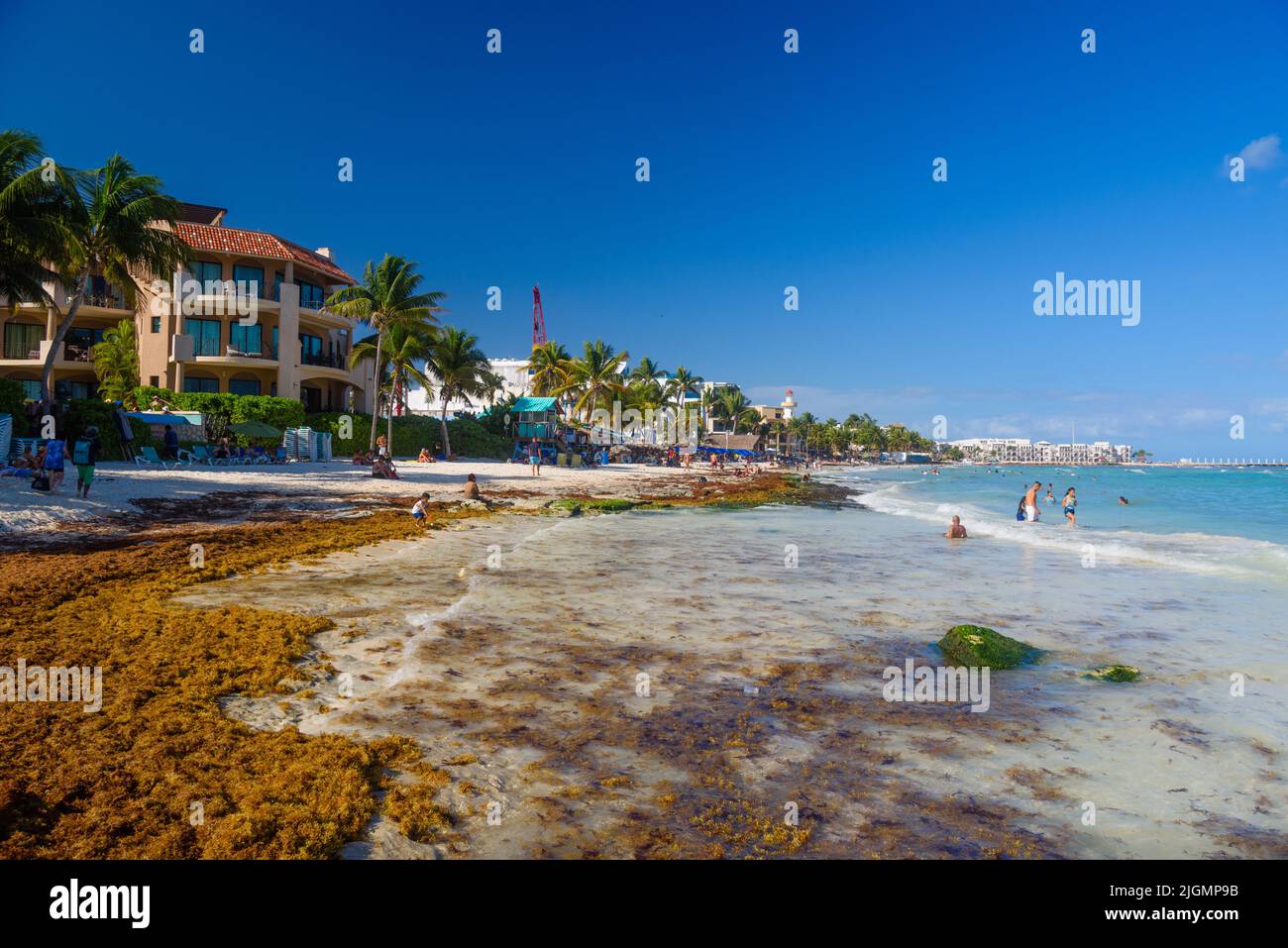 Sandy beach with seaweed on a sunny day with hotels in Playa del Carmen ...