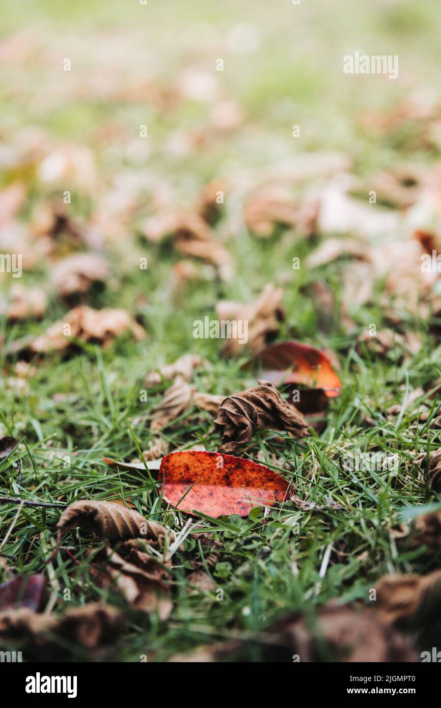 Abstract background of fallen leaves. Autumn concept texture. Vertical ...