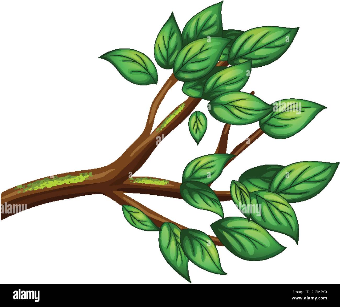 Tree branch isolated on white background illustration Stock Vector ...