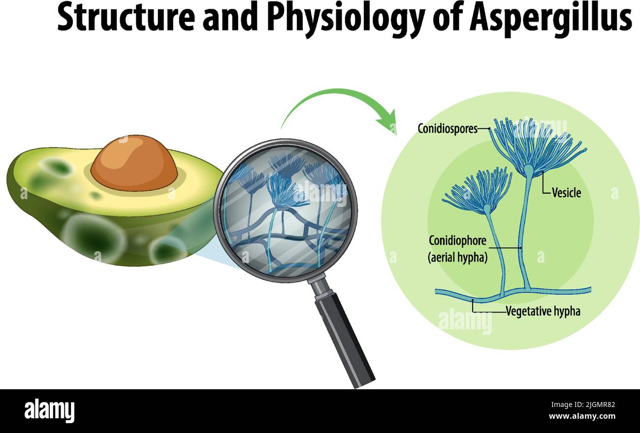 Structure and Physiology of avocado Aspergillus illustration Stock ...