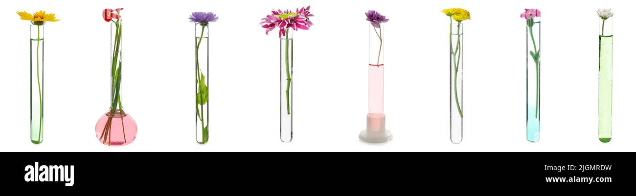 Set of test tubes with flowers on white background Stock Photo - Alamy