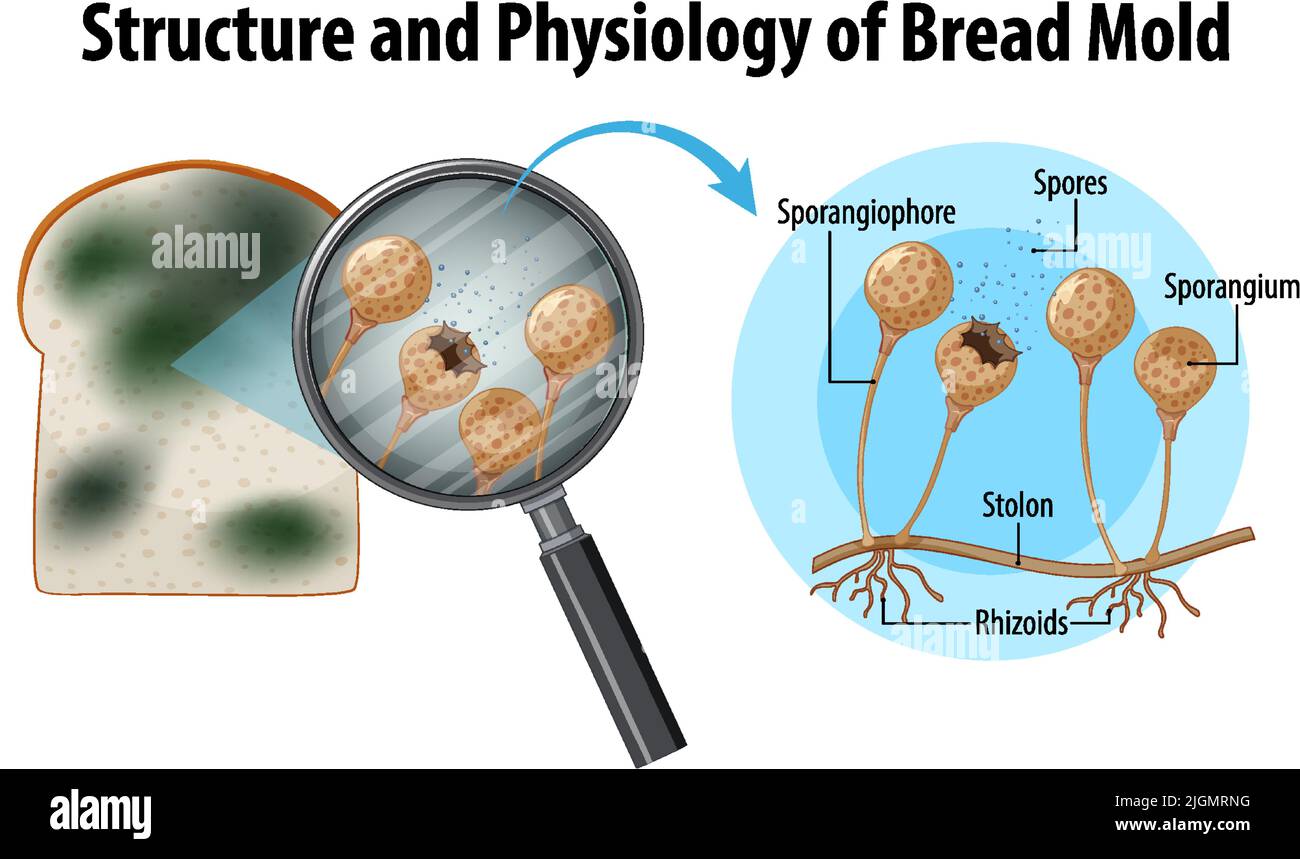Structure and Physiology of Bread Mold illustration Stock Vector Image ...
