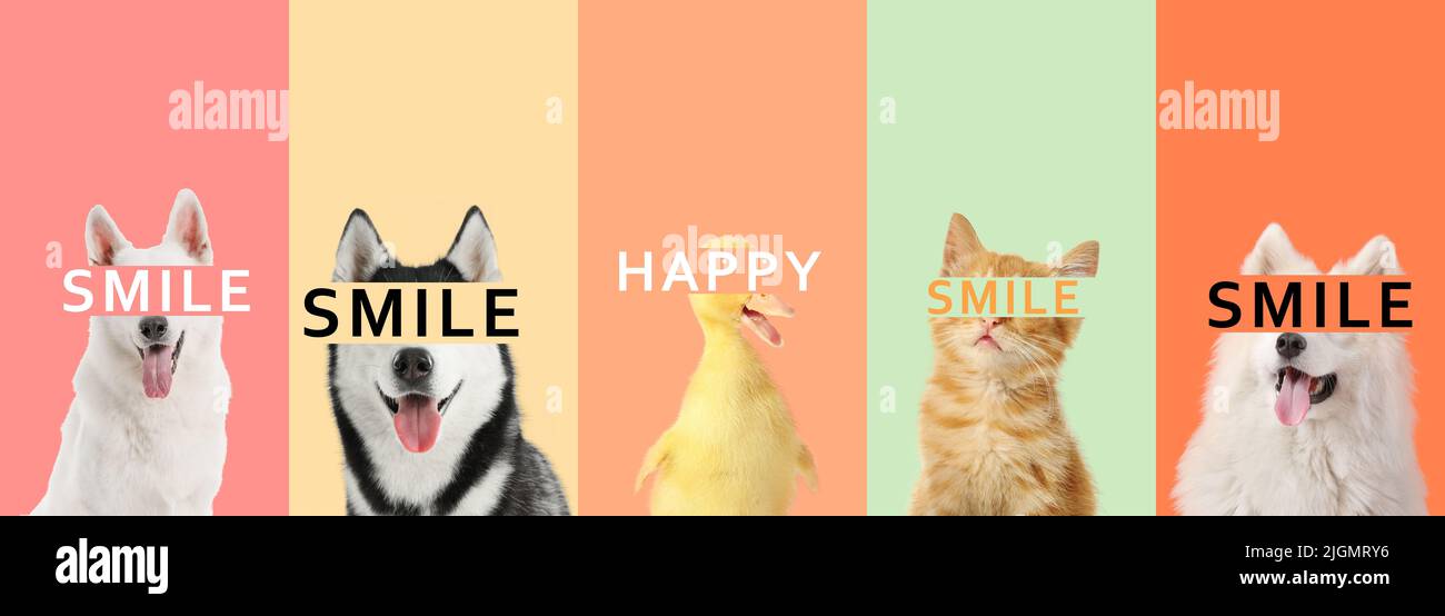 Collage of cute happy animals on colorful background Stock Photo - Alamy