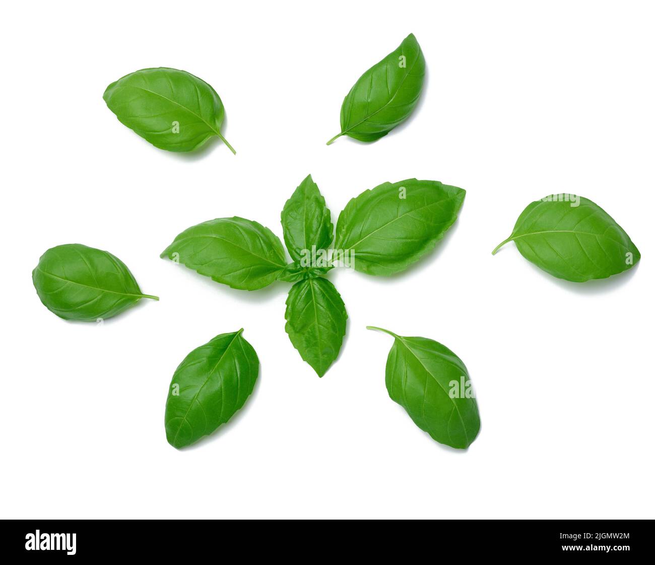 Various green basil leaves isolated on white background, top view. A ...