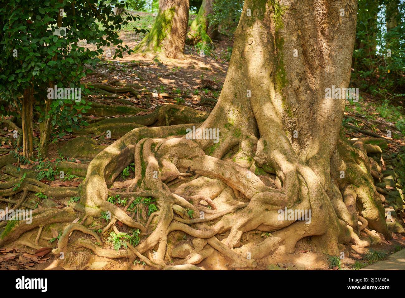 exotic trees grow in the botanical garden of Batumi Stock Photo - Alamy