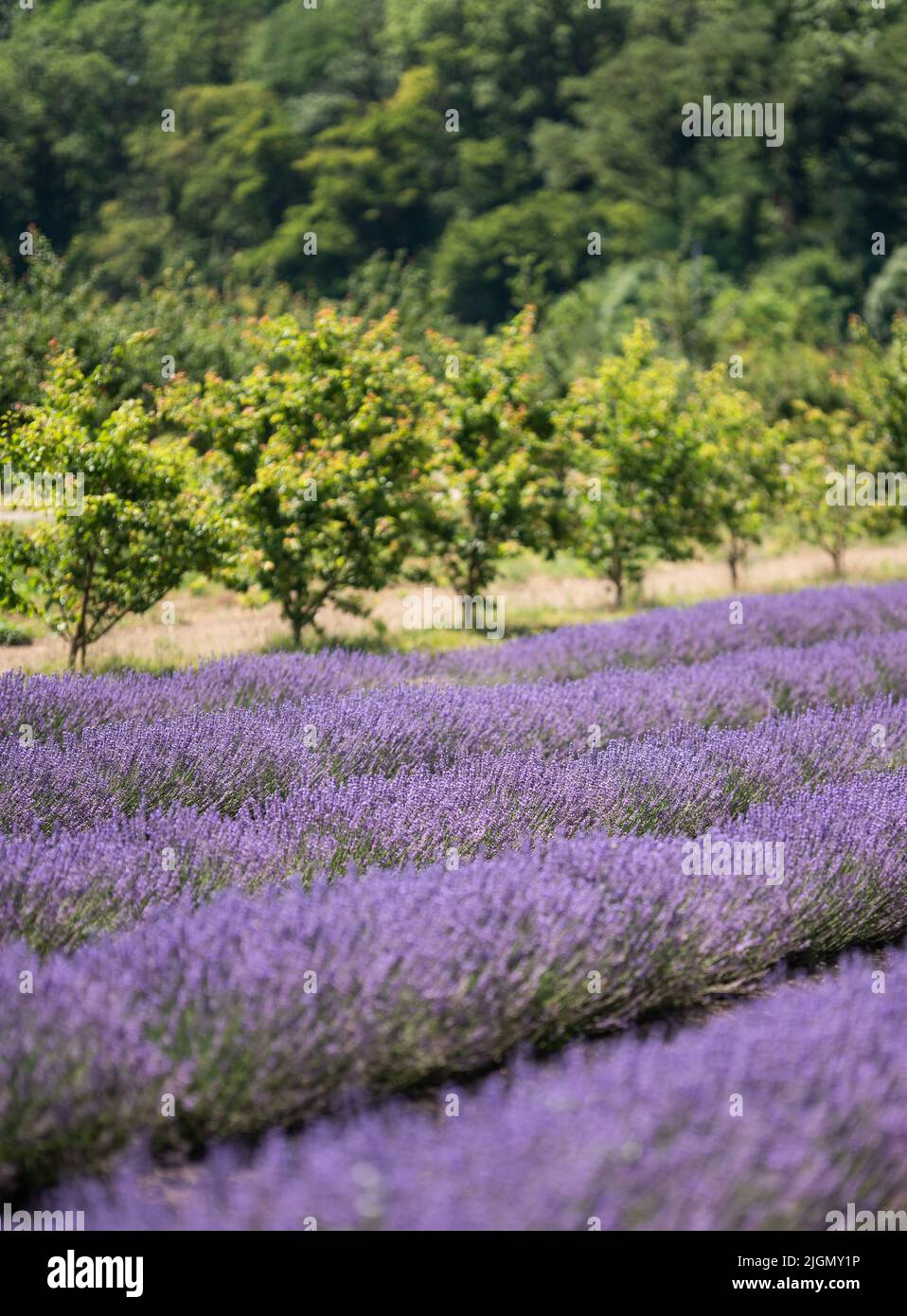 Lip bloomer hi-res stock photography and images - Alamy