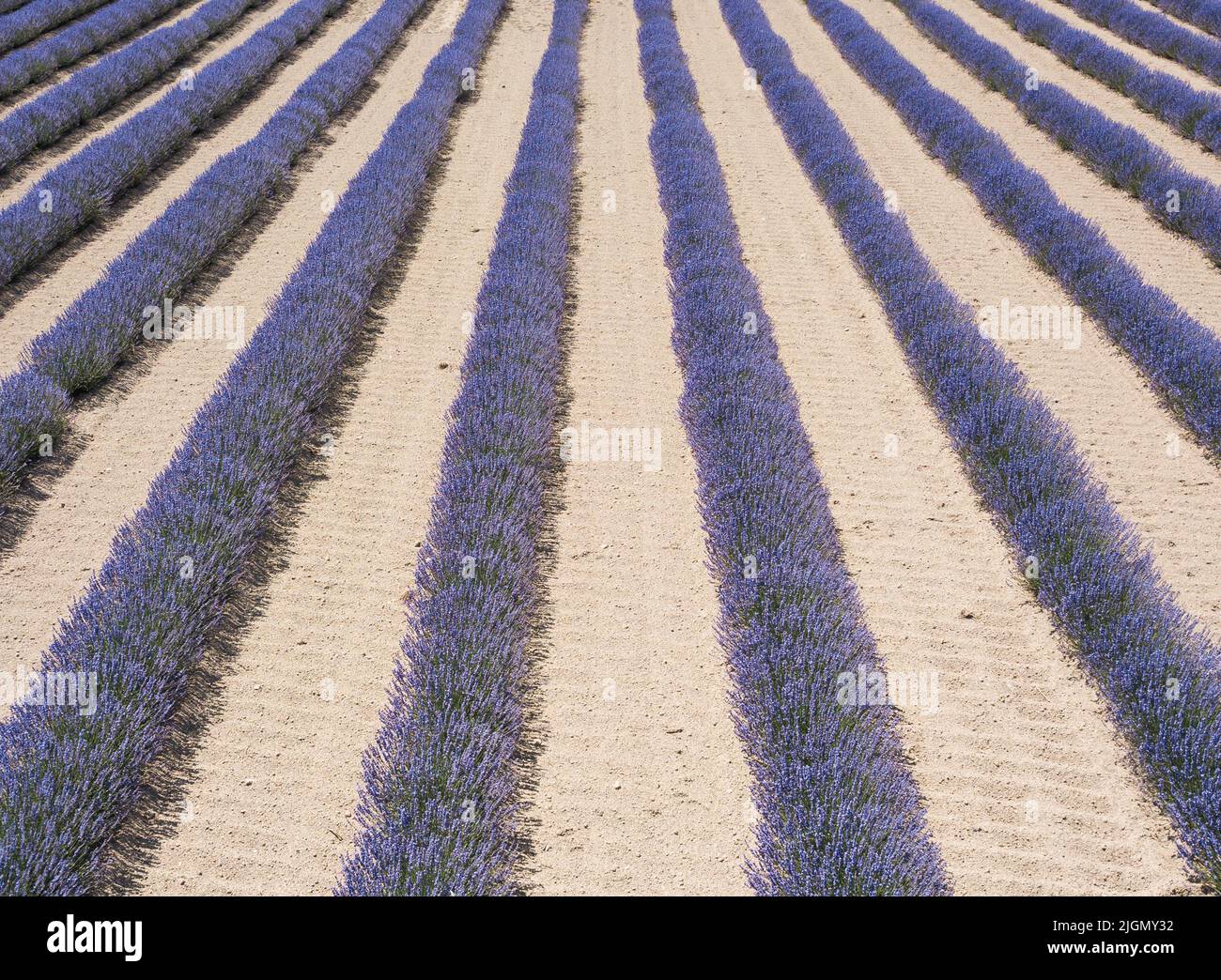 Lip bloomer hi-res stock photography and images - Alamy